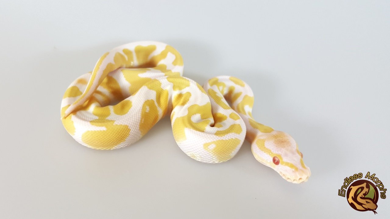 Königspython kaufen - privater Züchter mit liebevollen Tieren