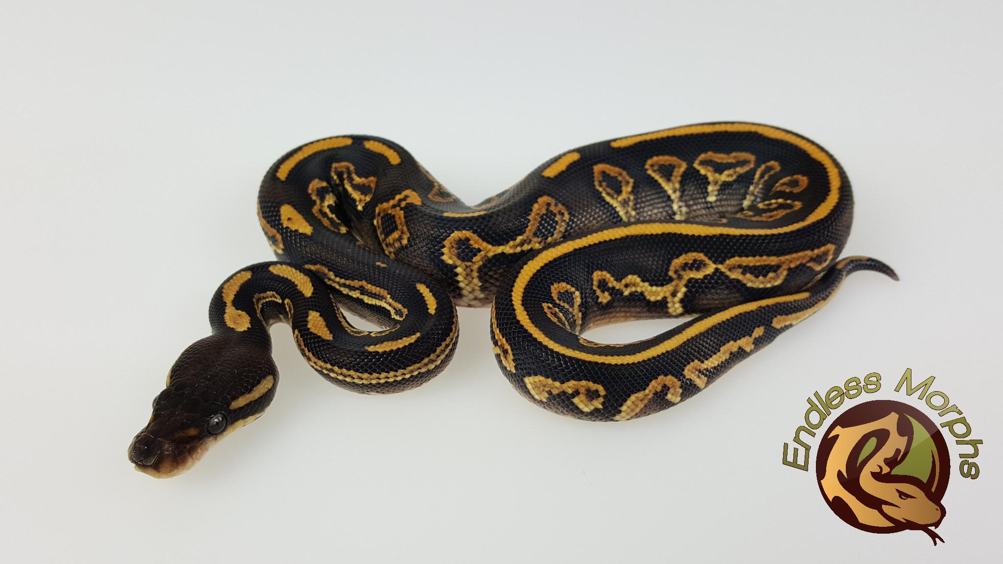 Königspython kaufen - Pastel Yellow Belly - Endless Morphs Königspython ...